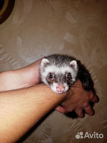 Хорек