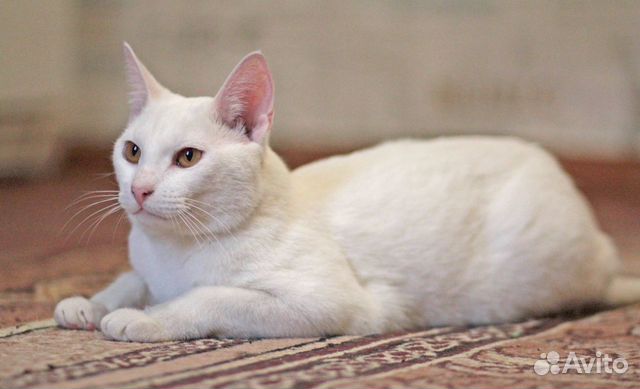 Статный красавец Лорд ищет дом