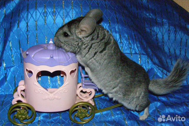 Шиншиллы девочки, 6 и 4 месяца, можно парой