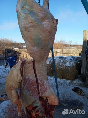 Породам лошалей