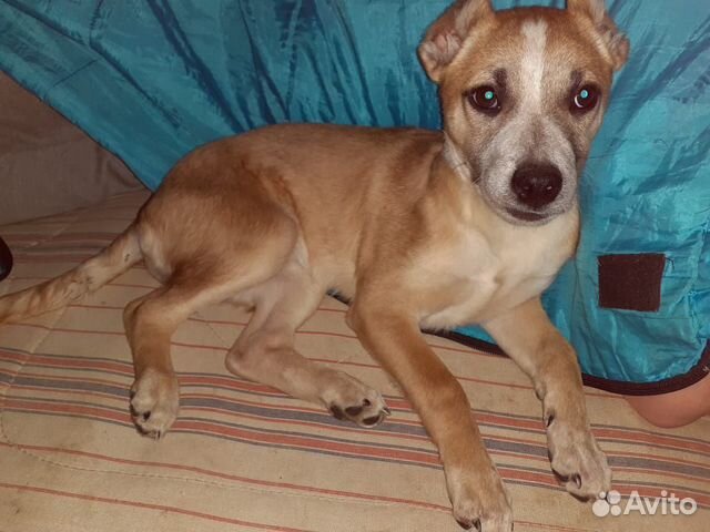 Щенок американский питбультер