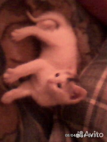 Белый котик