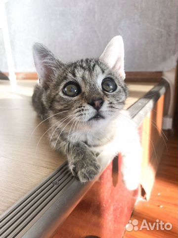 Котёнок
