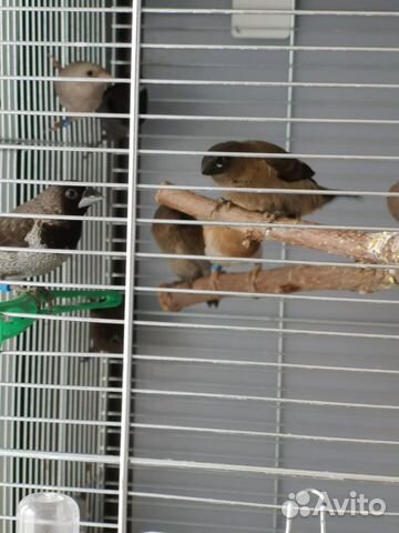 Продам птенцов японской чешуйчатой амадины