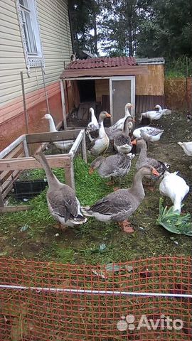 Гусьгусь (гусыня) для разведения