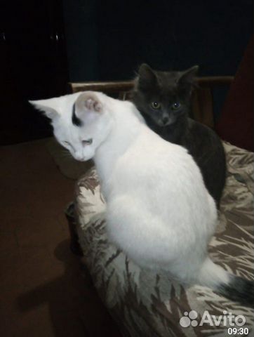 Отдам в добрые ручки, ласковых и воспитанных котят