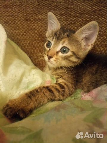 Котёнок метис