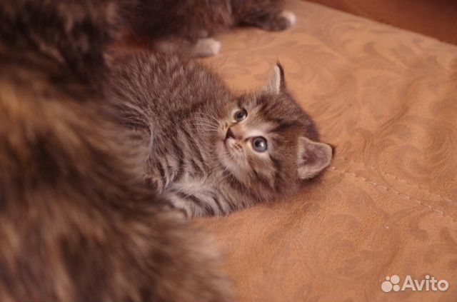 Котёнок с особенностями