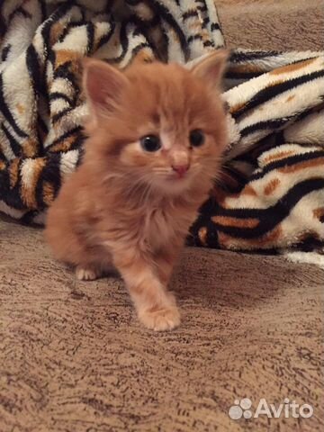 Комок счастья