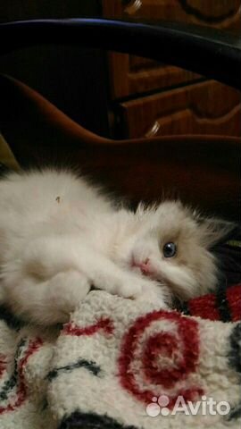 Мишные котята