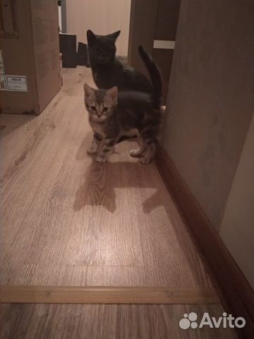 Продам шикарного котенка британский мраморный