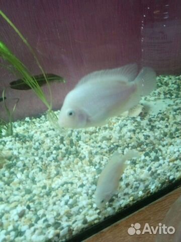 Цыхлозома фламинго