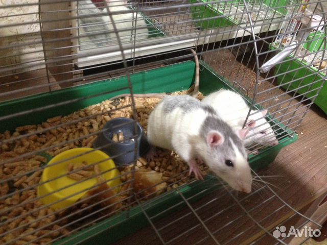 Продам крыс