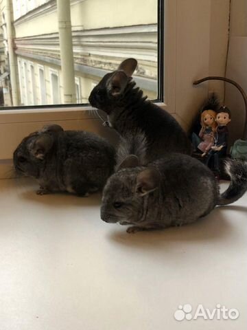 Очаровательные Шиншиллы