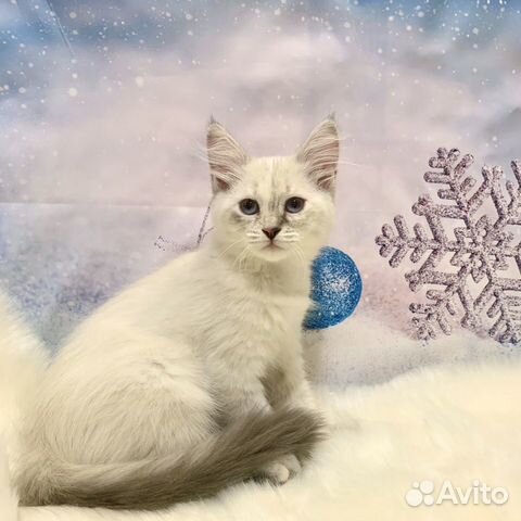 Невская маскарадная голубо-кремовая девочка