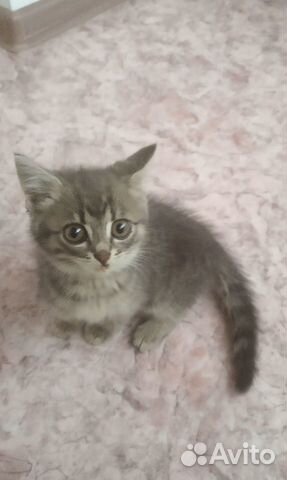 Кошечка