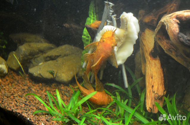 Красный анциструс super red