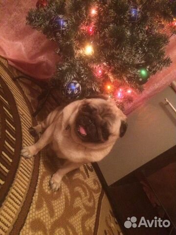 Отдам мопса в хорошие руки