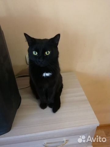 Ласковый котик в добрые руки