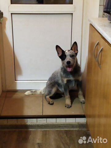 Щенки Австралийского Хилера (кэттл дог)