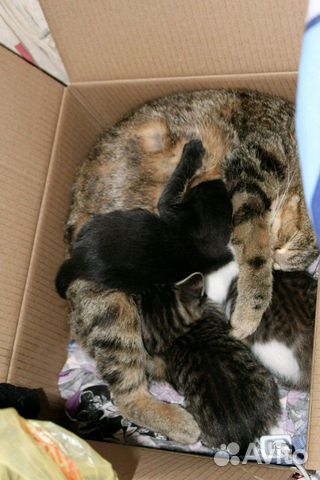 Британцы редких окрасов