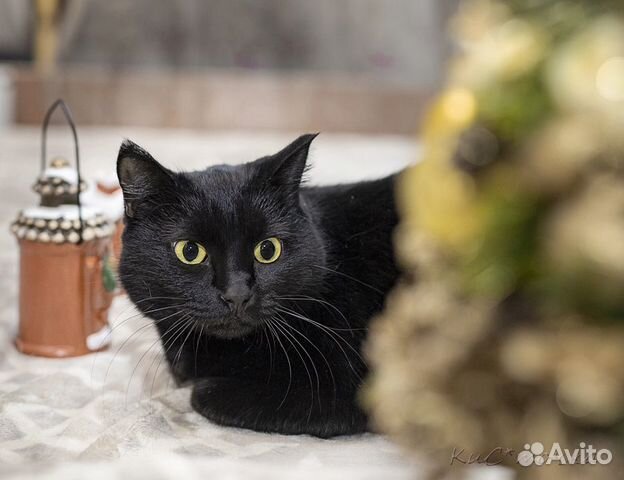 Матильда ищет дом