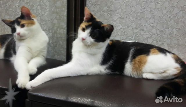 Ищу кота для вязки