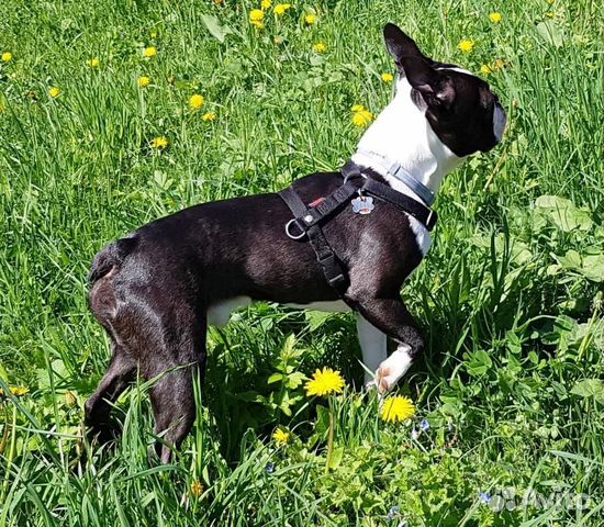 Вязка Бостон-терьер