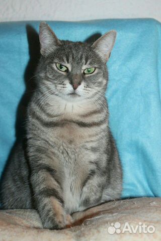 Кошка Диана