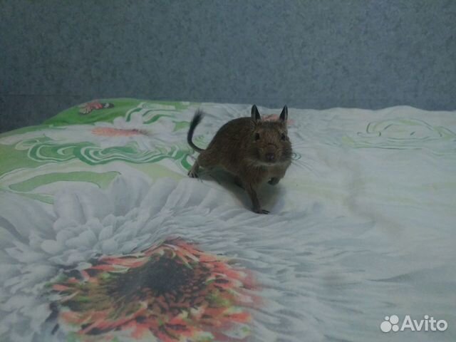 Белочки Дегу