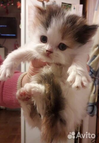 Красота Селкирк страйт