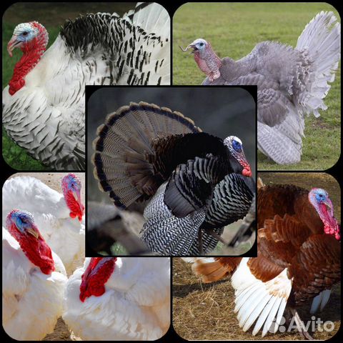 Инкубационные яйца Индюков и Декоративных птиц