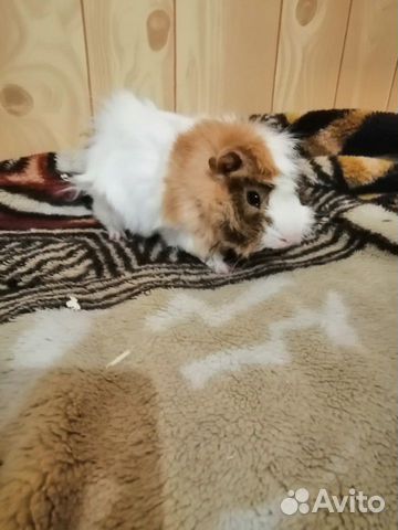 Морская свинка