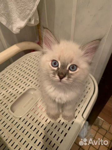 Невская маскарадная