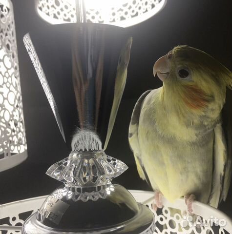 Корел попугай