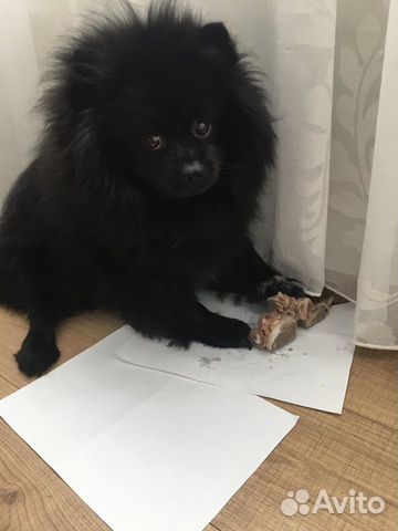 Шпиц немецкий вязка