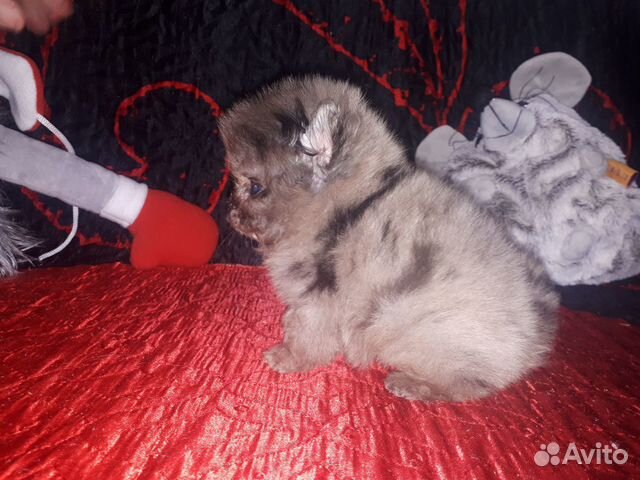 Эксклюзивчики