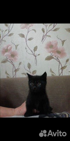 Британские котята