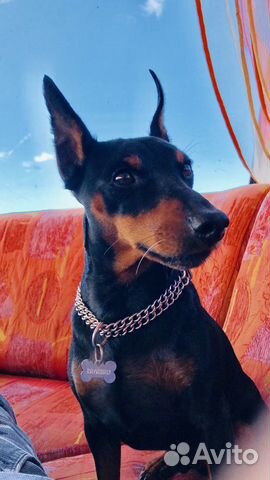 Элитный идеальный воспитанный кобель для вязки