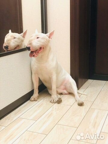 Бультерьер. Вязка. Щенки