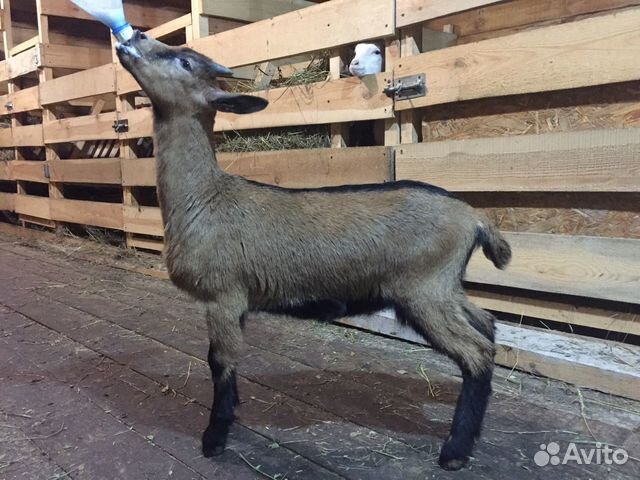 Продам козочку альпийскую
