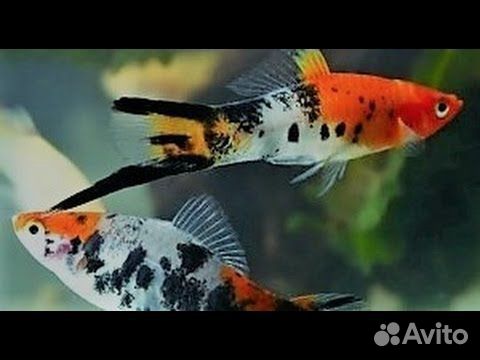 Меченосец. Флаговый и вильчатый