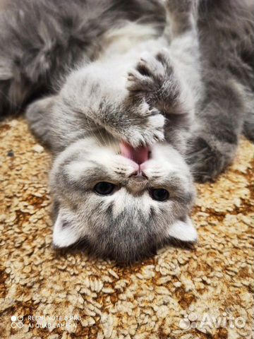 Британский котенок