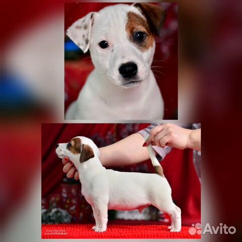 Щенок дрт
