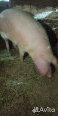 Продам кабана
