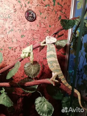 Хамелеон с терариумом