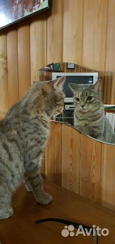 Трёхцветная девочка на счастье