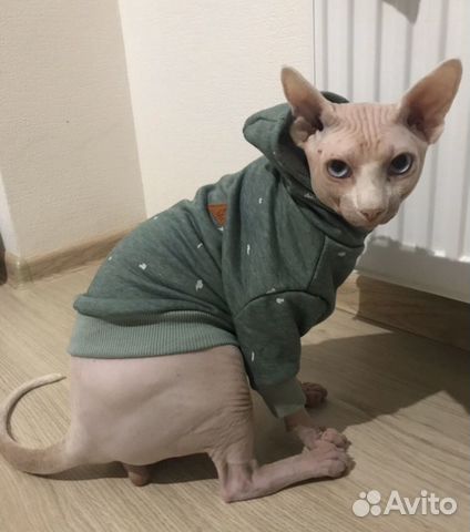 Красавчик сфинкс вязка