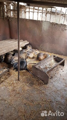 Продаю нутрий