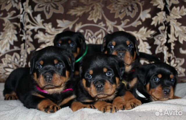 Щенки ротвейлера